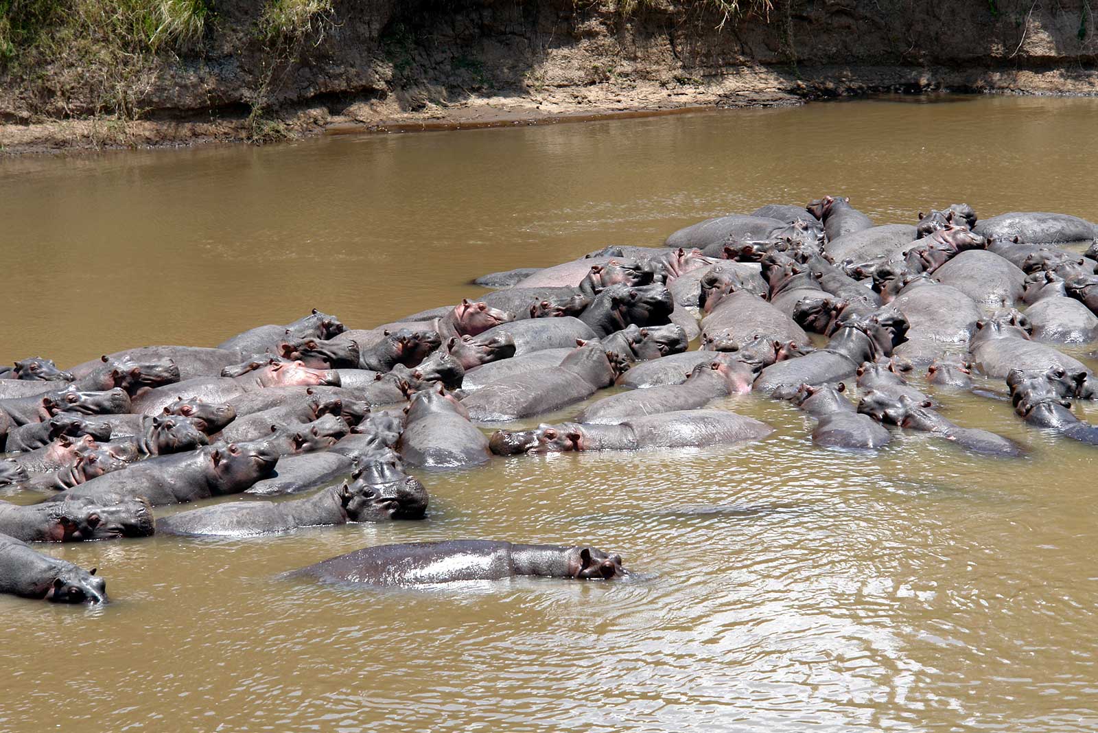 The Death Water (Mara River) of the Wildebeest Migration in Kenya ...